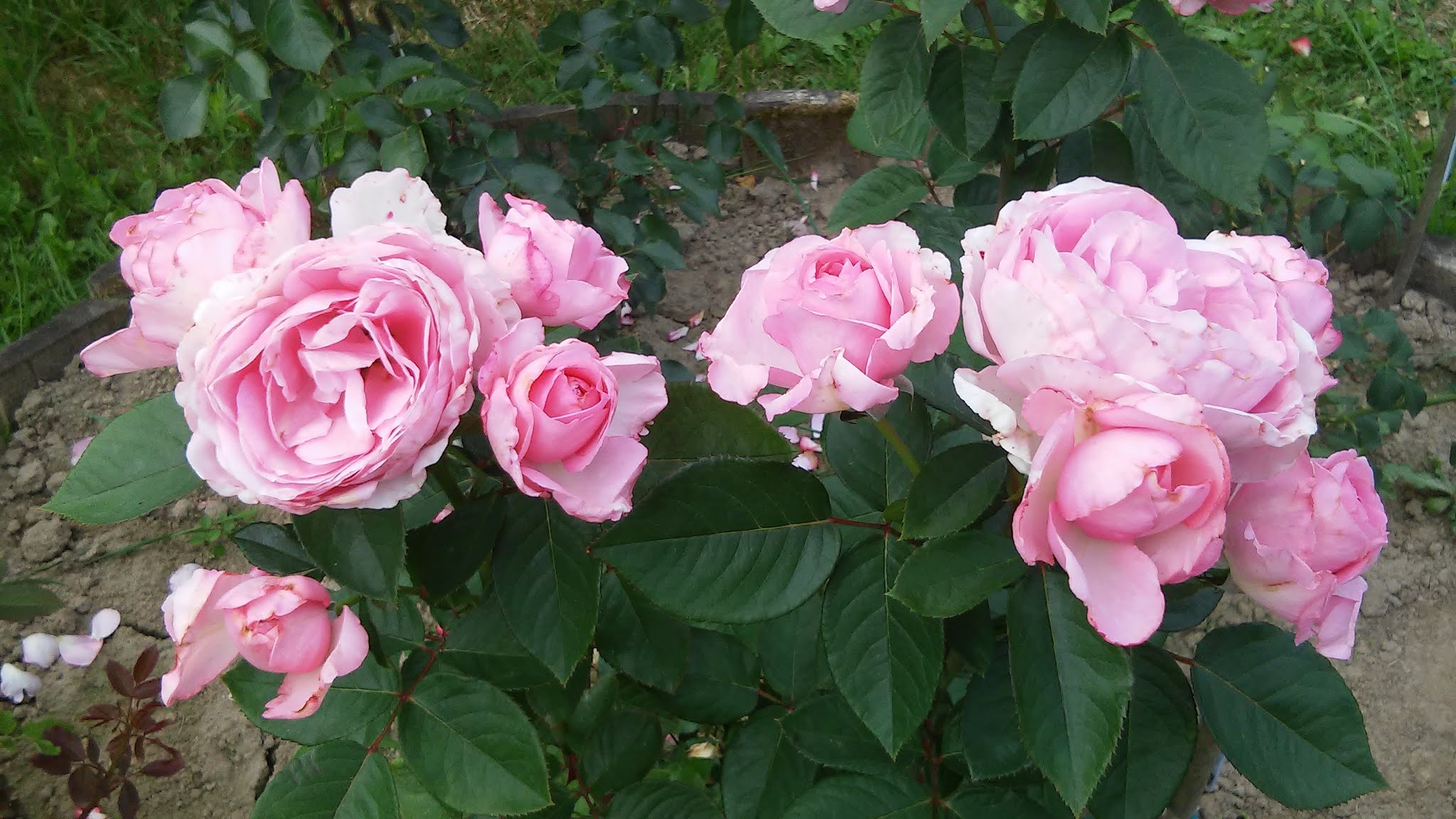 Ranczo Elma: Róża (Rosa) Ghita Renaissance