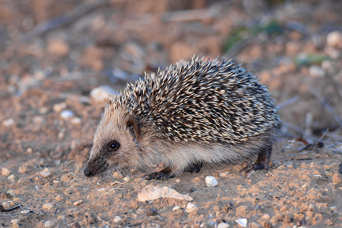 Objetivo: Naturaleza Viva: Erizo común o europeo (Erinaceus europaeus)