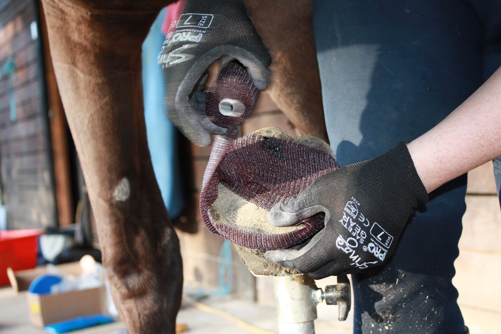 The Glorious Hoof: Adventures with Hoof Casts