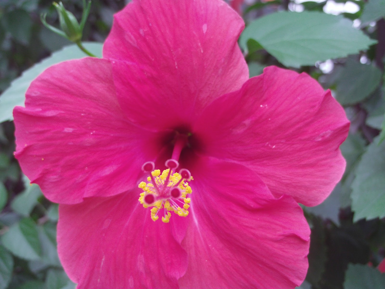 Perkebunan di Nusantara: Lihat kebunku penuh dengan Bunga