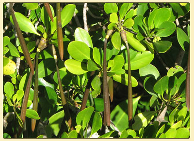 The beauty of SUNDARBAN. : Ceriops decandra ( Goran )