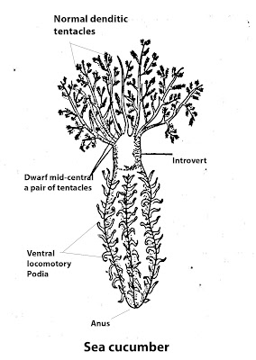 B. Sc. - II Animal Diversity- IV (Old) : Phylum-Echinodermata - Chart