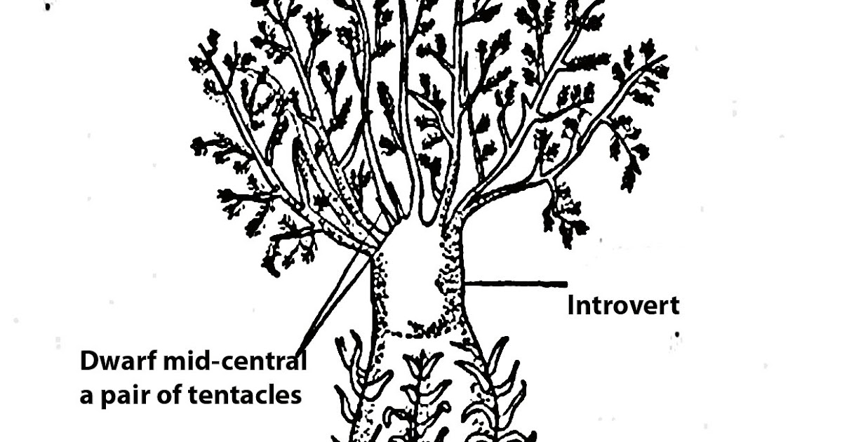 B. Sc. - II Animal Diversity- IV (Old) : Phylum-Echinodermata - Chart