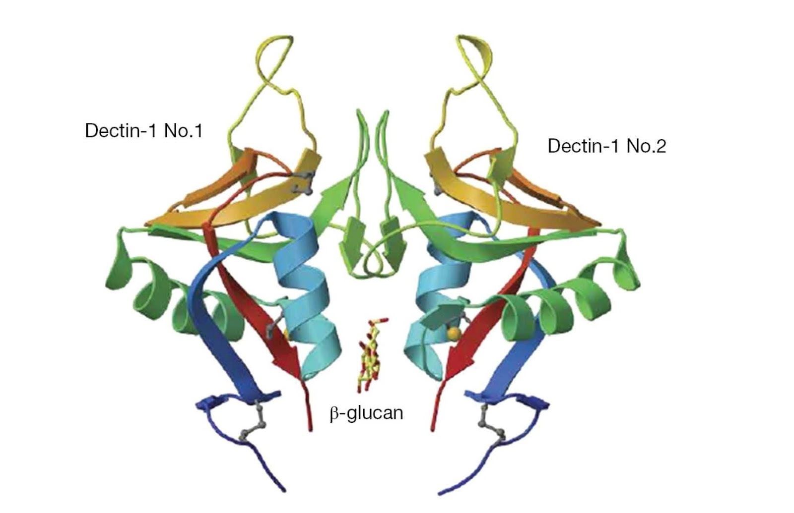 Pathogen Recognition Receptors Provide The First Line Of Detection For ...