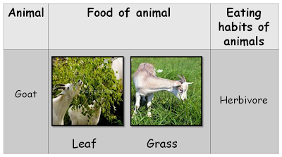 Learning of Animals: Different Types Of Food Consumed By Animals