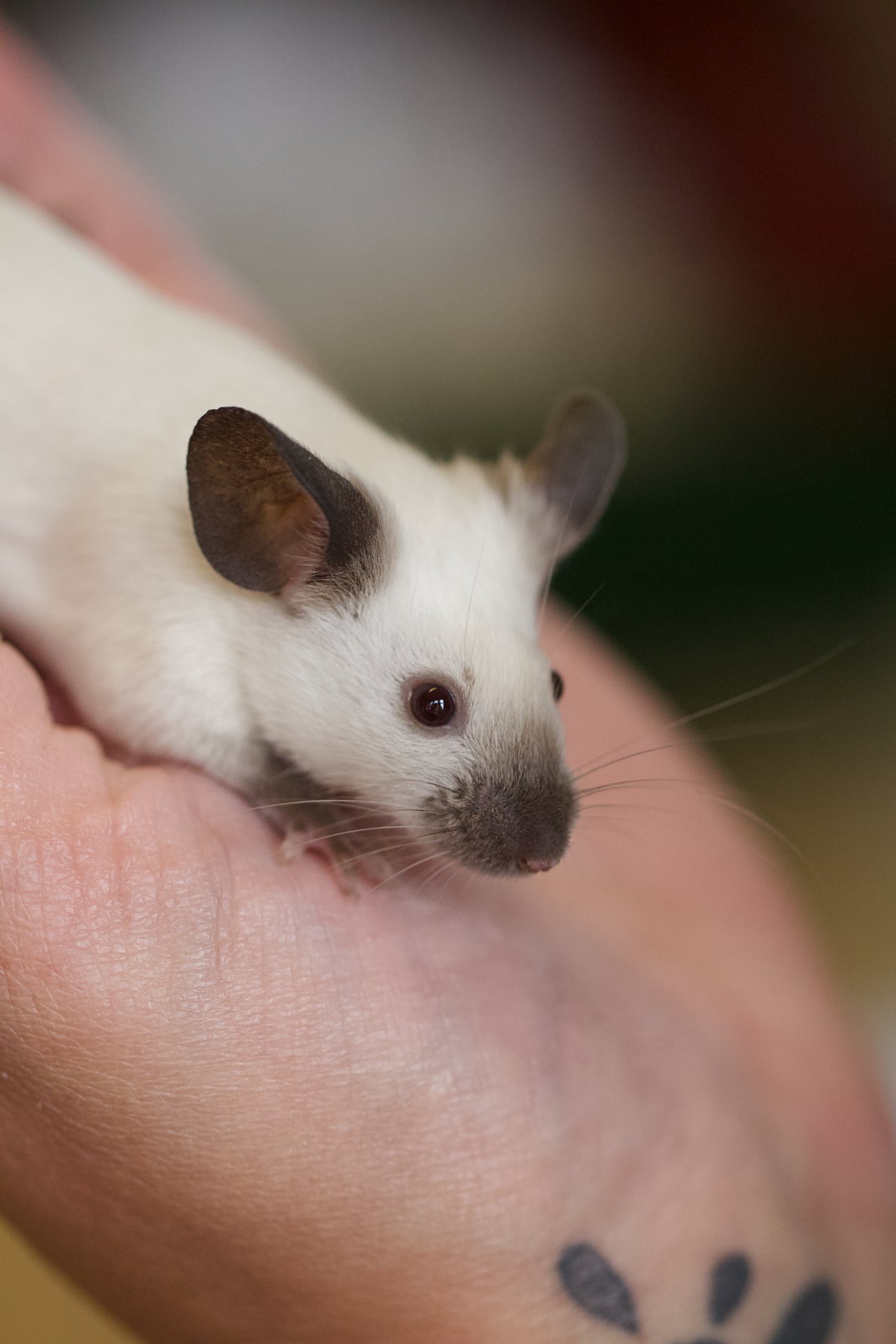 Once_upon_a_mouse: VARIETIES: Seal point siamese & blue point siamese