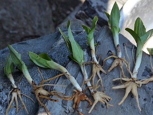 ORCHID |PANCHAUNLE: पाँचऔँले