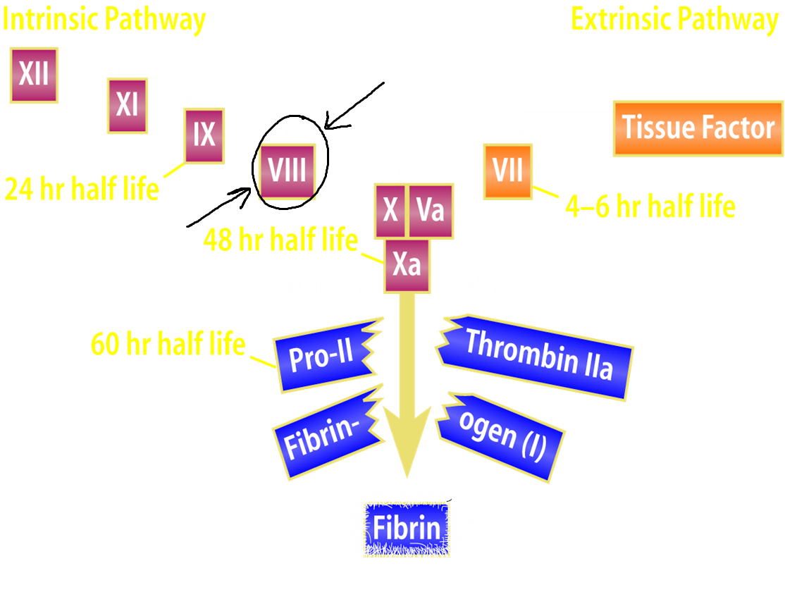 Navigating Naturopathy: The Coagulation Cascade.