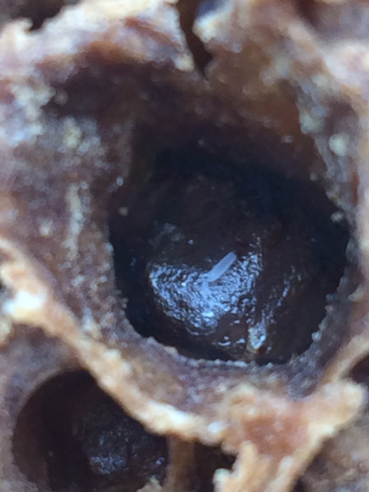 The Southdown Apiary: Why Do Bees Make Queen Cells?