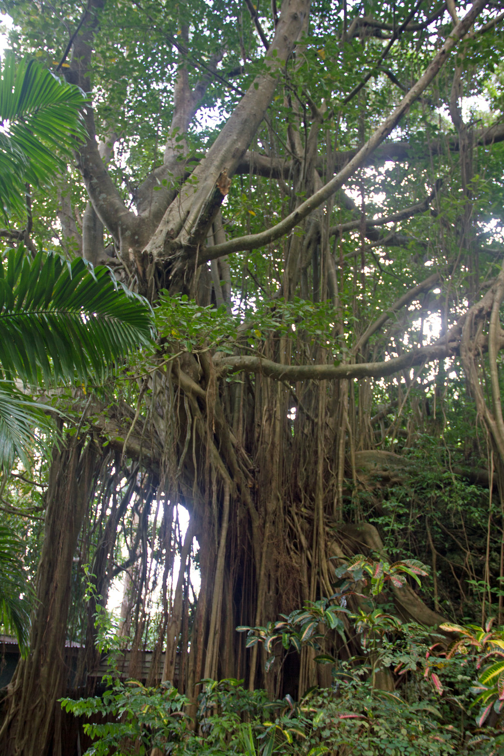 Exploring the World in 'Blue Velvet of Sark': Welchman Hall Gully Barbados