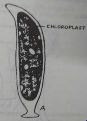 Department of Botany, Girraj Govt. College: Range of Thallus Structure ...