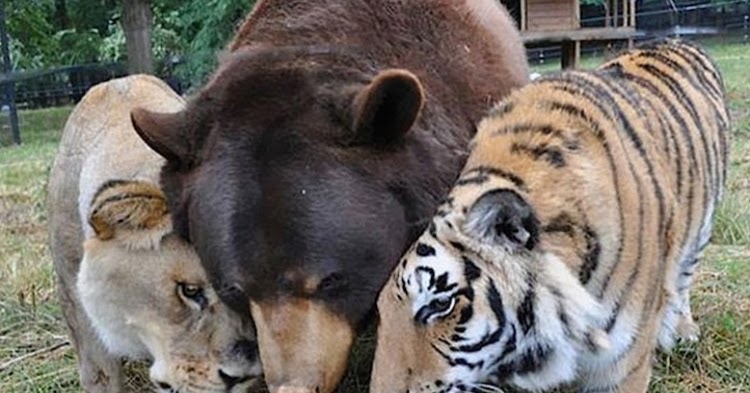 troutbirder: Fierce Animals I Have Known (Part I)