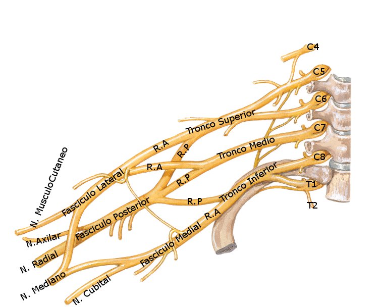 SISTEMA NERVIOSO (BIOMECANICA-FISIOLOGIA-MORFOLOGIA)