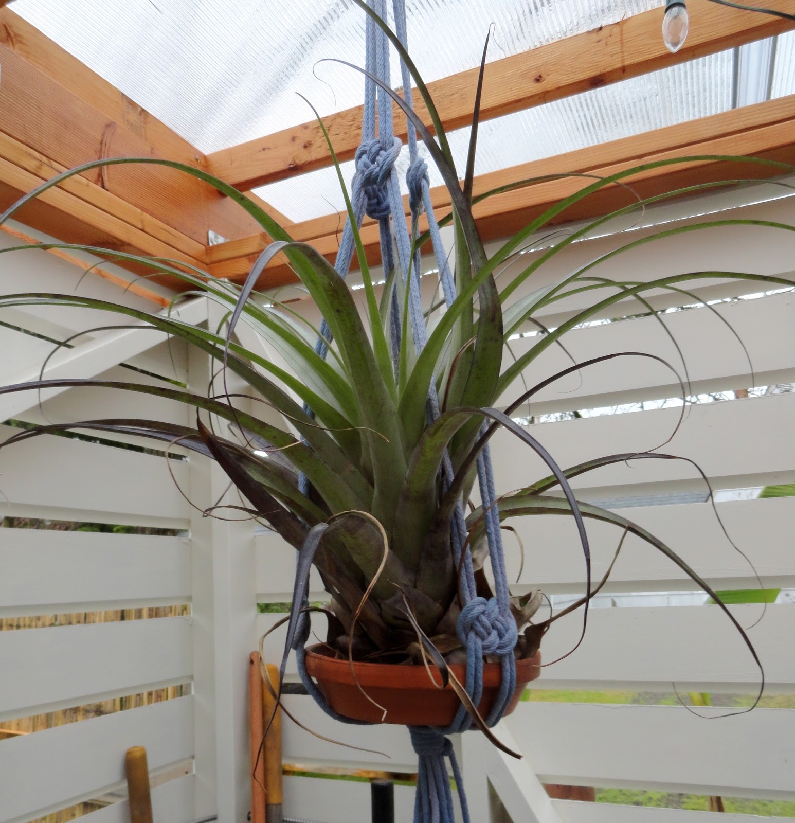 danger garden: Flora Exotica at Flora Noble