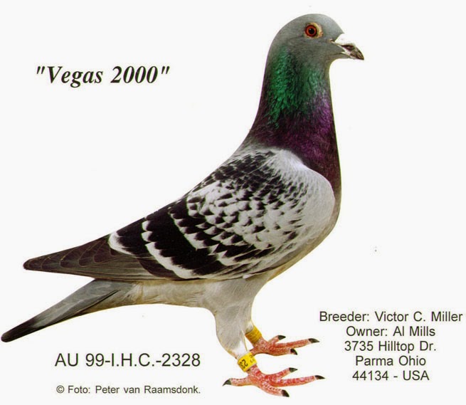nieripigeons USA racing pigeons: USA present to : Al Mills & Julie Cassidy