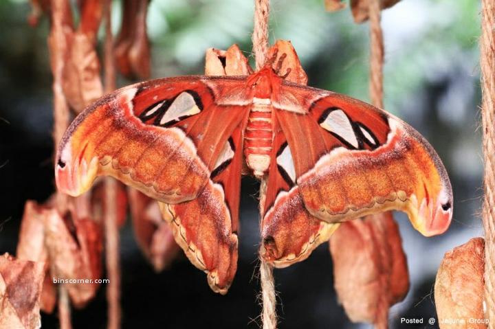 World’s Rare Photos And News!: Rare Butterflies