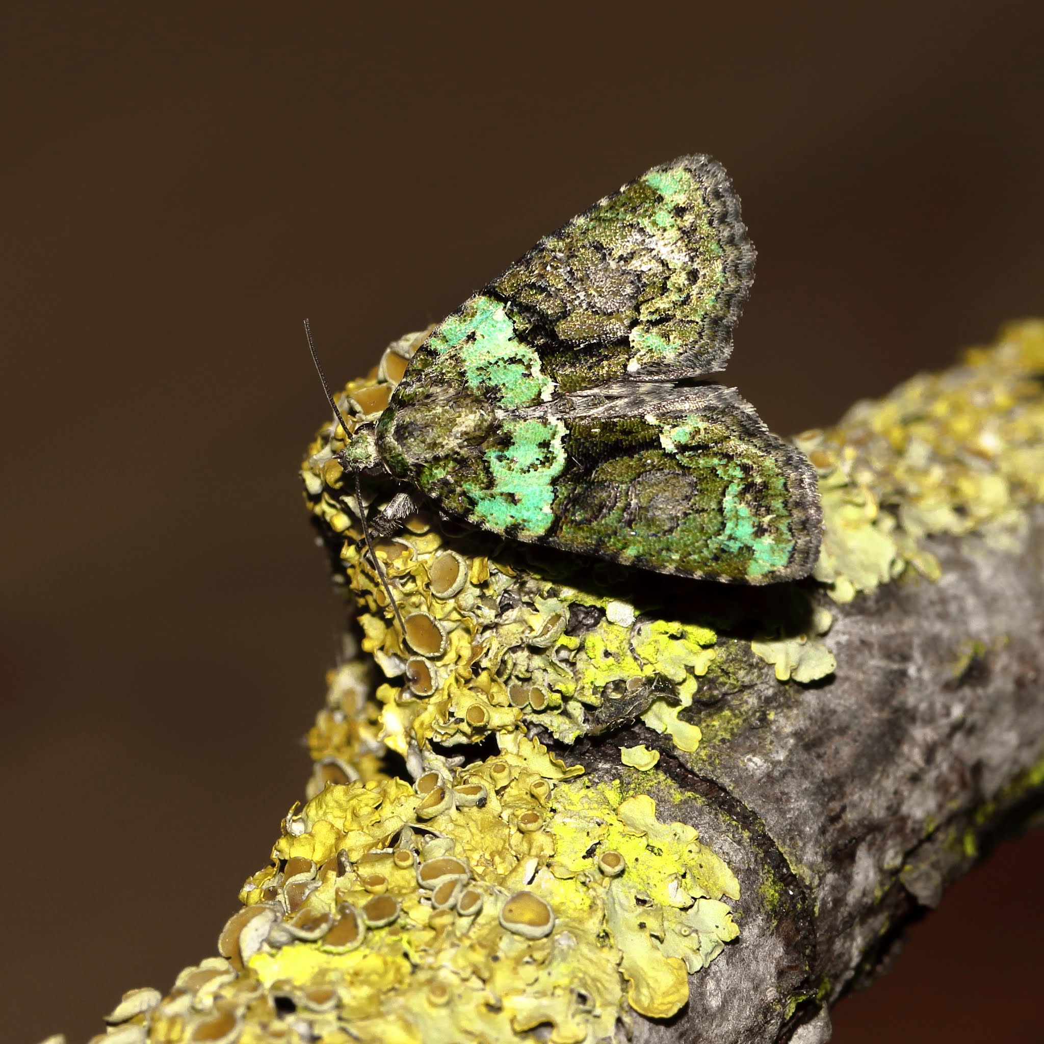 Butterflies, Dragonflies, Moths & other Insects: Tree-lichen Beauty