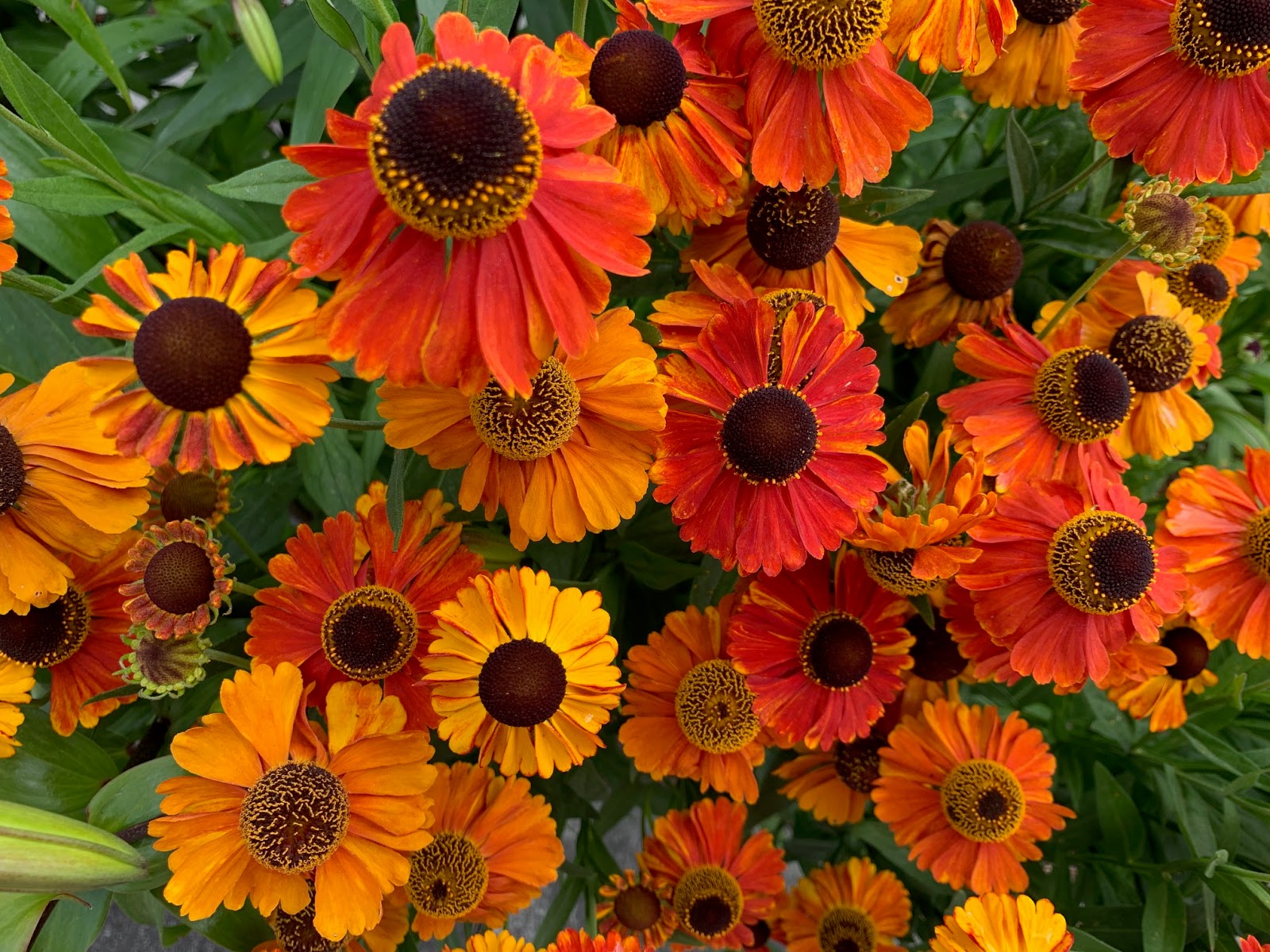 Shoreline Area News: Photos: Orange and yellow flowers