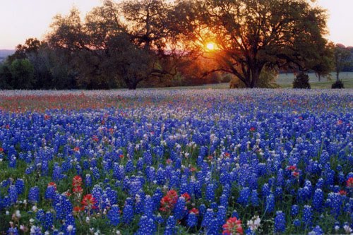 Chasing Roots: Texas in the Spring