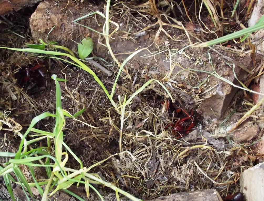 Roots 'n' Shoots: Parktown Prawn aka King Crickets - Garden Critter of ...