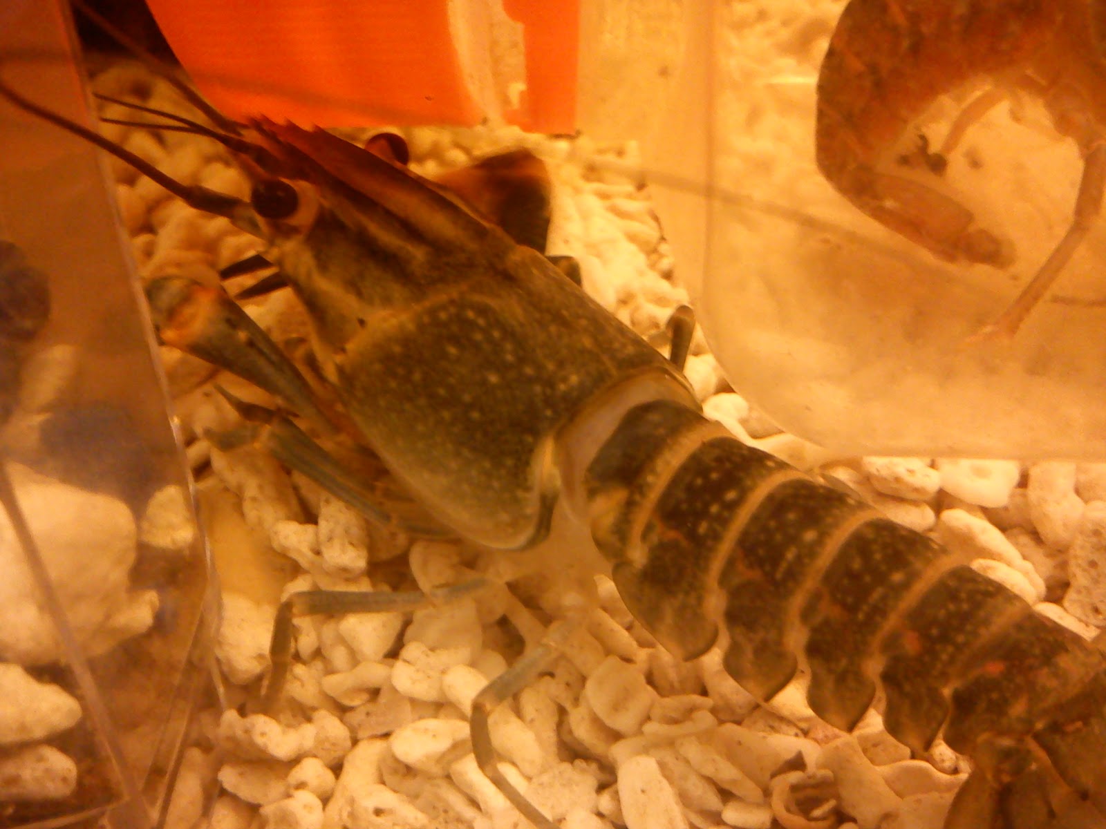 MY CRAYFISHES!!: How to see if your crayfish is going to moult!