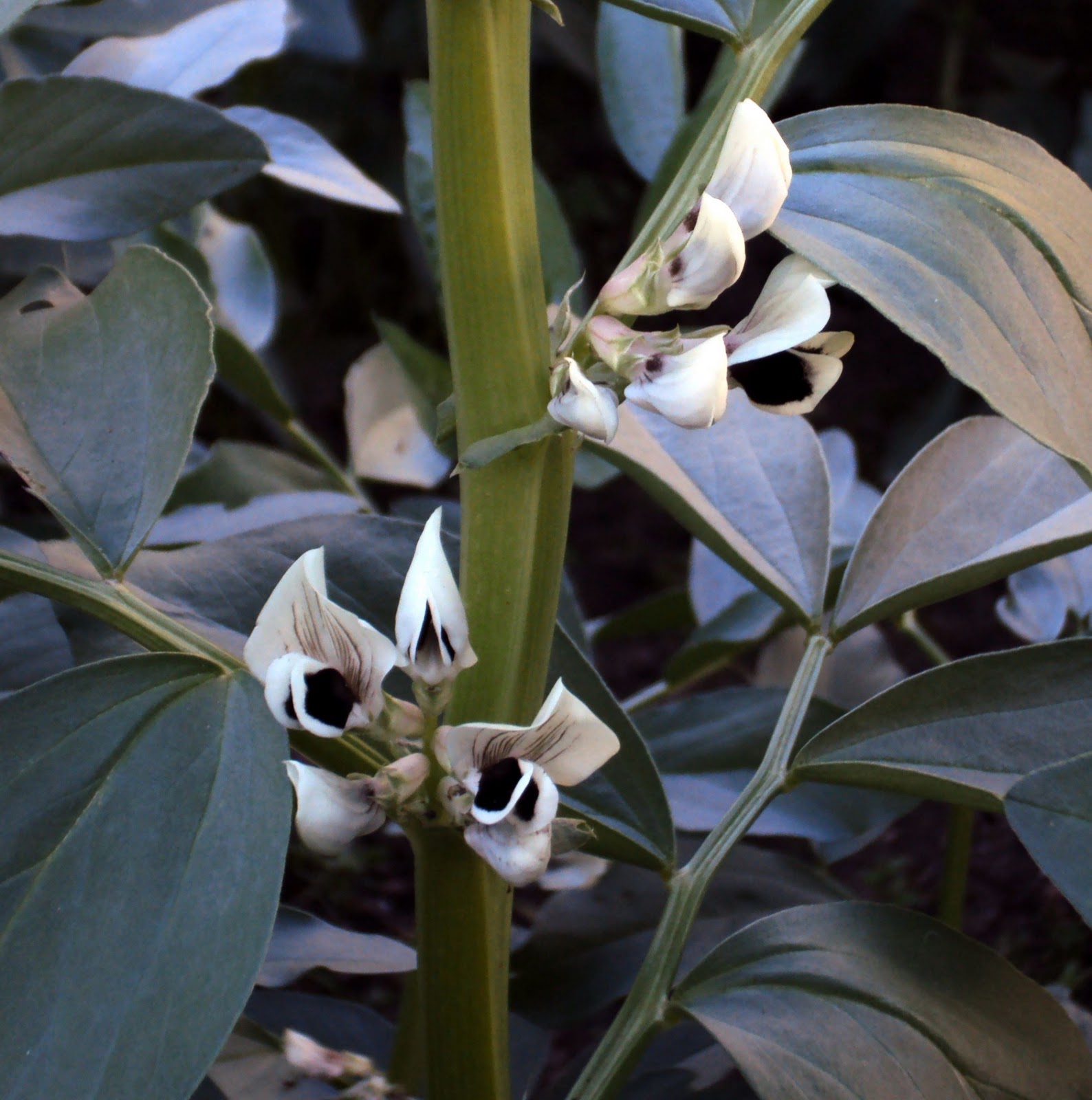 Taxonomía Plantae Magnoliopsida: Phylum Tracheophyta Clase ...