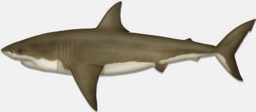 Selachimorpha (Shark) fever