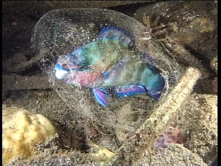 The Pondering Gulch: Frontyard Sense/Backyard Science IV