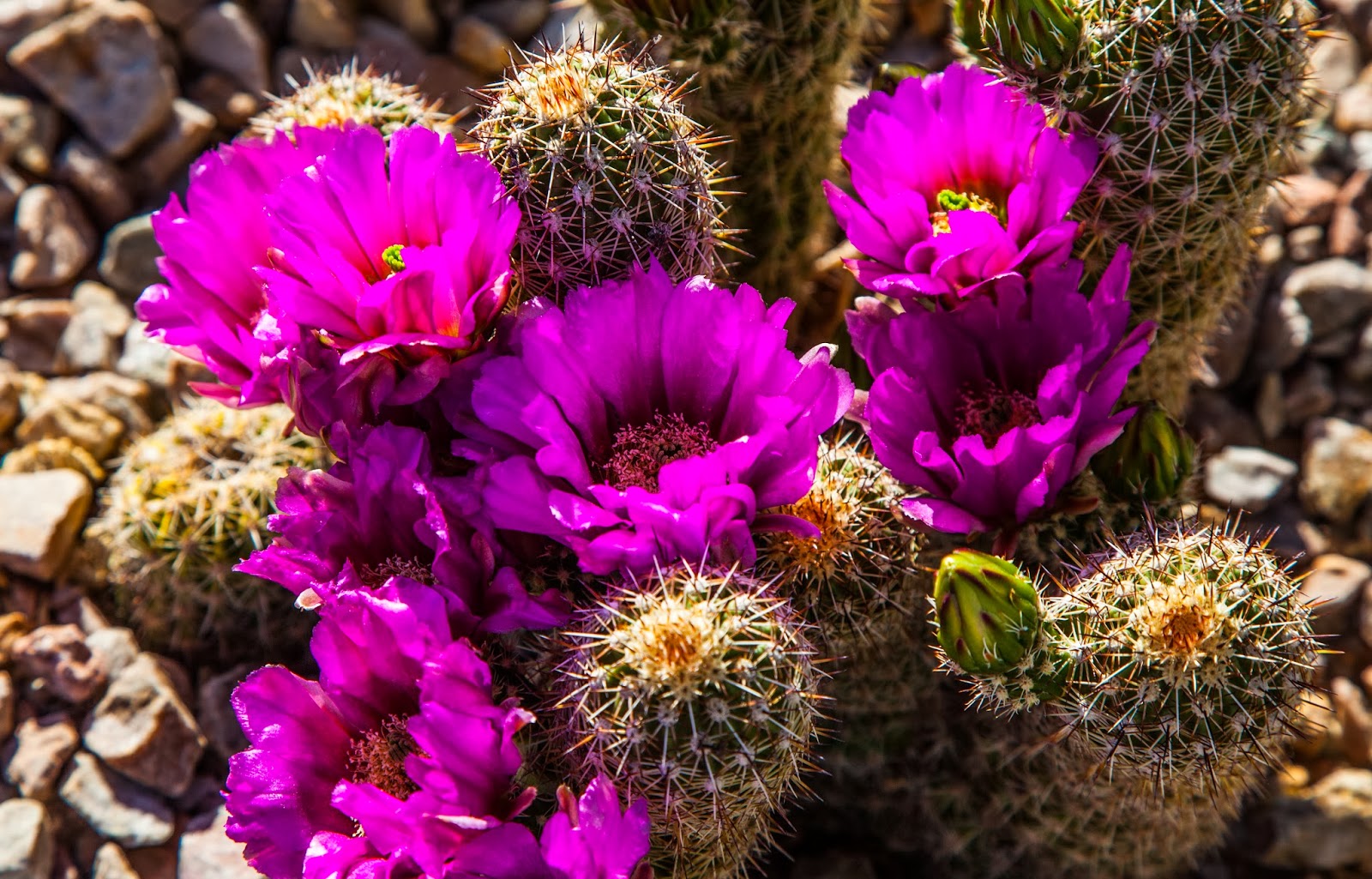 Walking Arizona: Spring Flowers in January