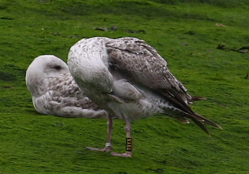 Colour ringed birds