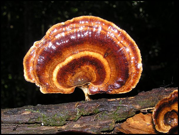 Australian Fungi - A Blog: #53 Microporus xanthopus