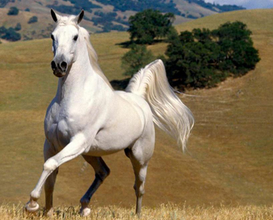 los mejores caballos de jayamitla