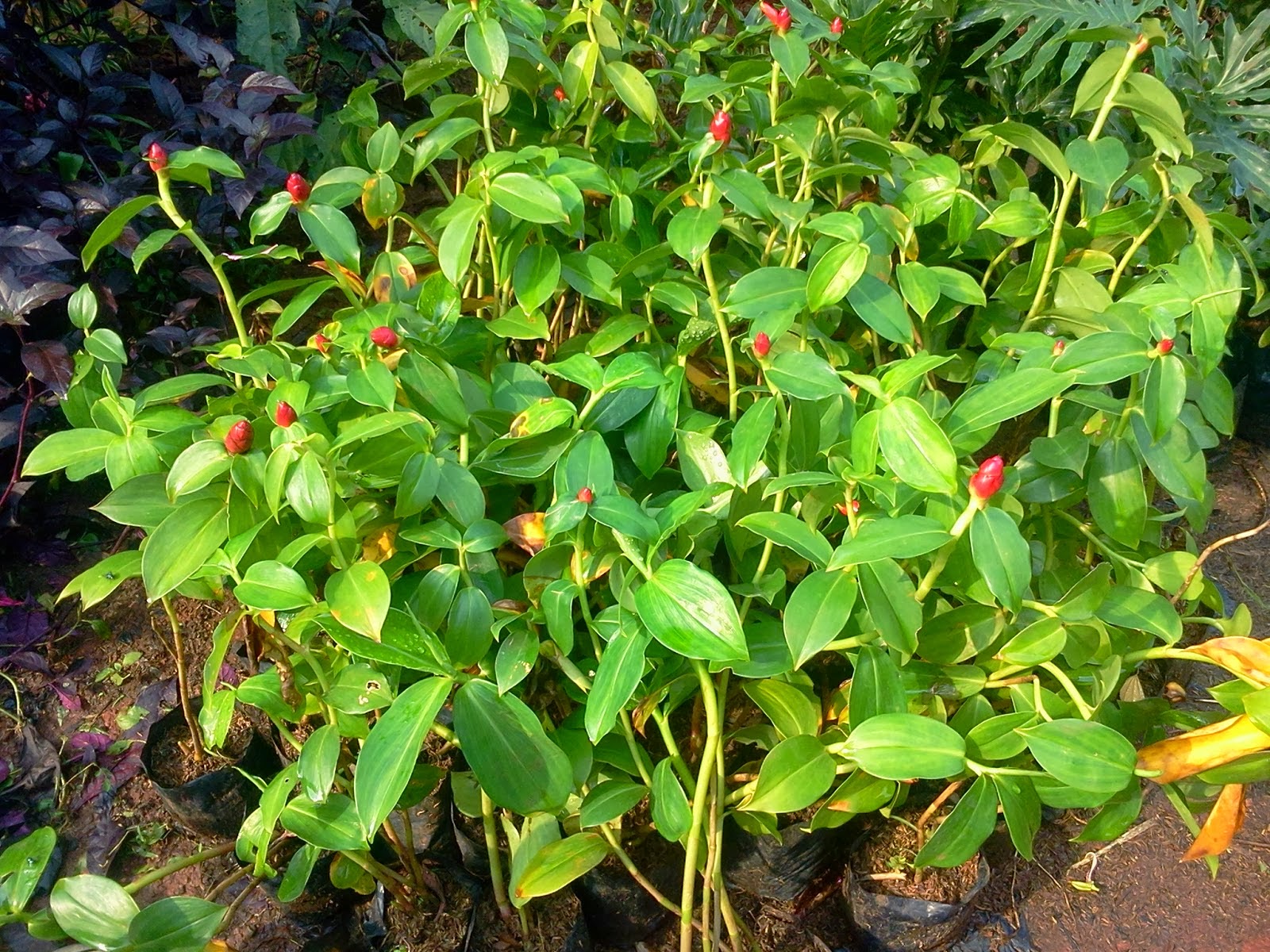 Pacing pentul | pohon pacing murah | tanaman hias | Tukang taman ...