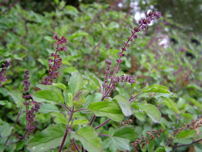 Holy Basil: Scienfic Name,Types of Tulsi Plant, Uses & Side Effects ...