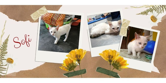 La Historia de Sofi - Kitty... Aventuras Gatunas