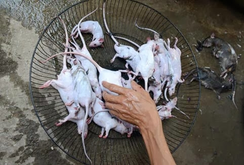 Vietnamese food: Rats hunted for special dishes in Hanoi | Travel agent ...