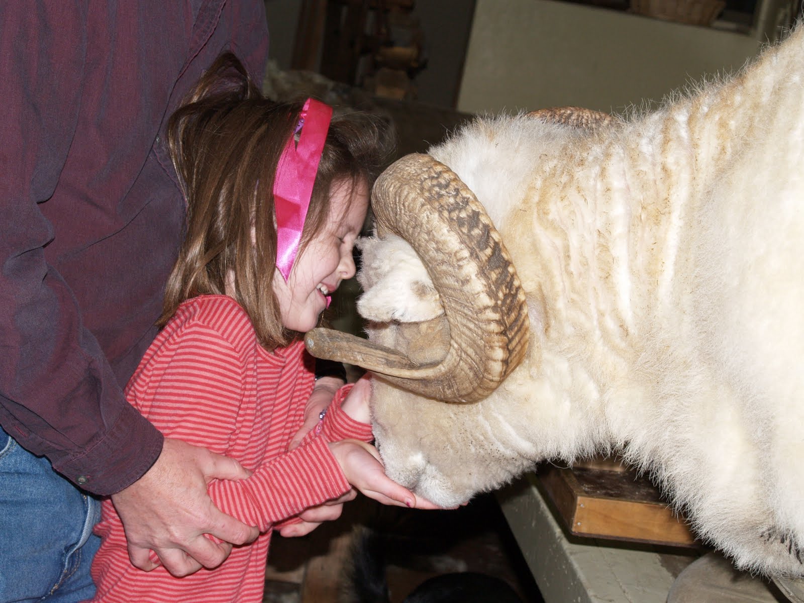 Smack New Zealand: Kaikoura. Beach, Seals and More Sheep