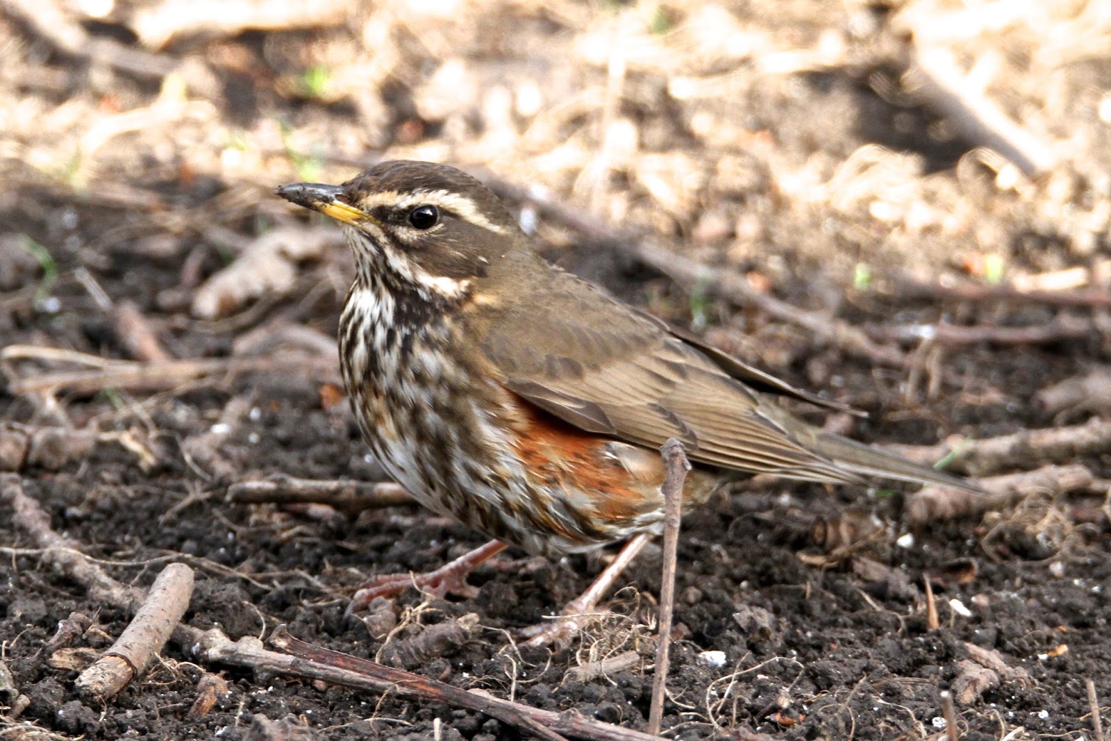 TrogTrogBlog: Bird of the week - Redwing