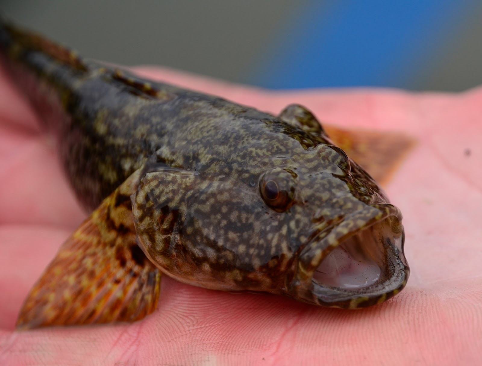 Datakal: Kesslers grondel