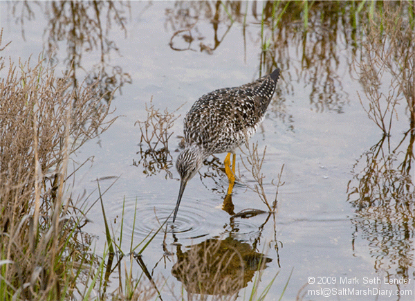 Landforms in the World: Coastal and Oceanic Landforms (41.Salt Marsh )