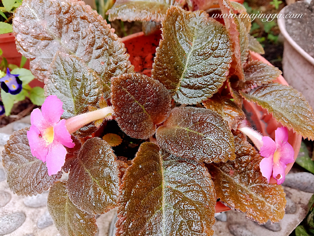 Berjaya membiakkan bunga baldu episcia cupreata