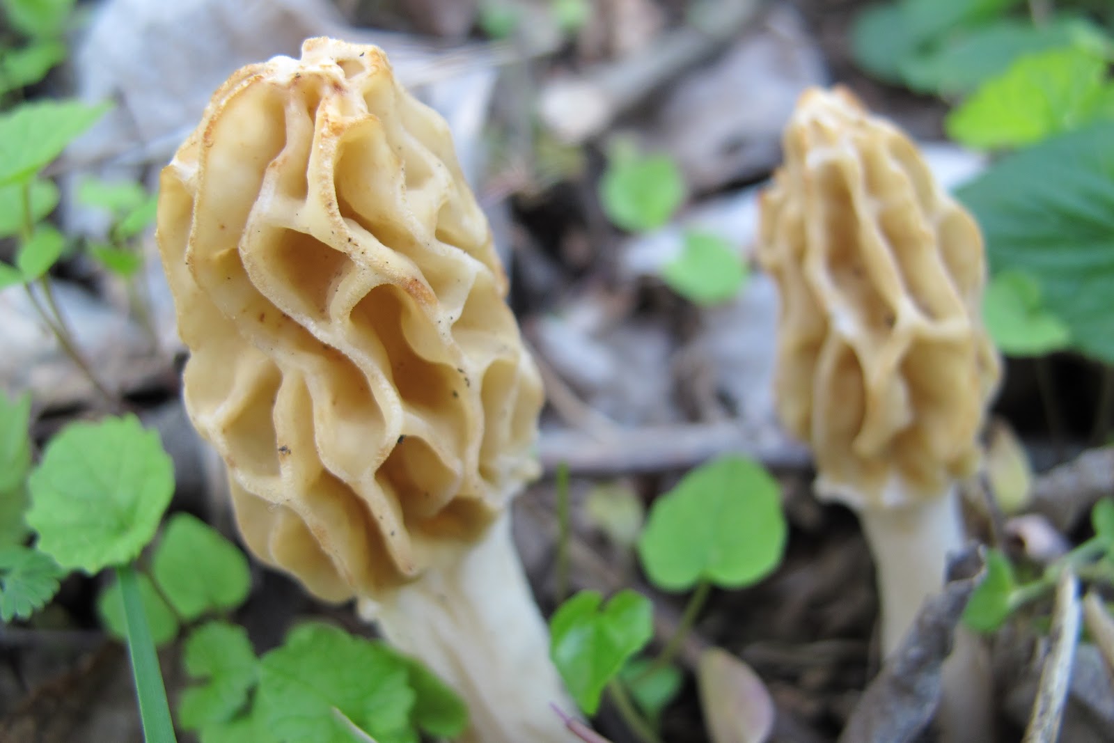 Lancaster Farmacy: Morel Medicine