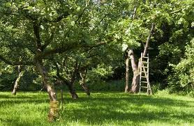Boerderijtuinen: De boomgaard als onderdeel van een boerenerf