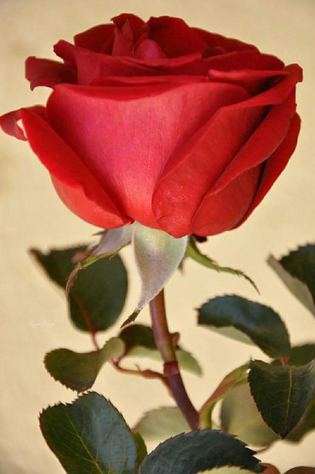 Thoifah Al-Hassaniyyah: mawar merah lambang perjuangan