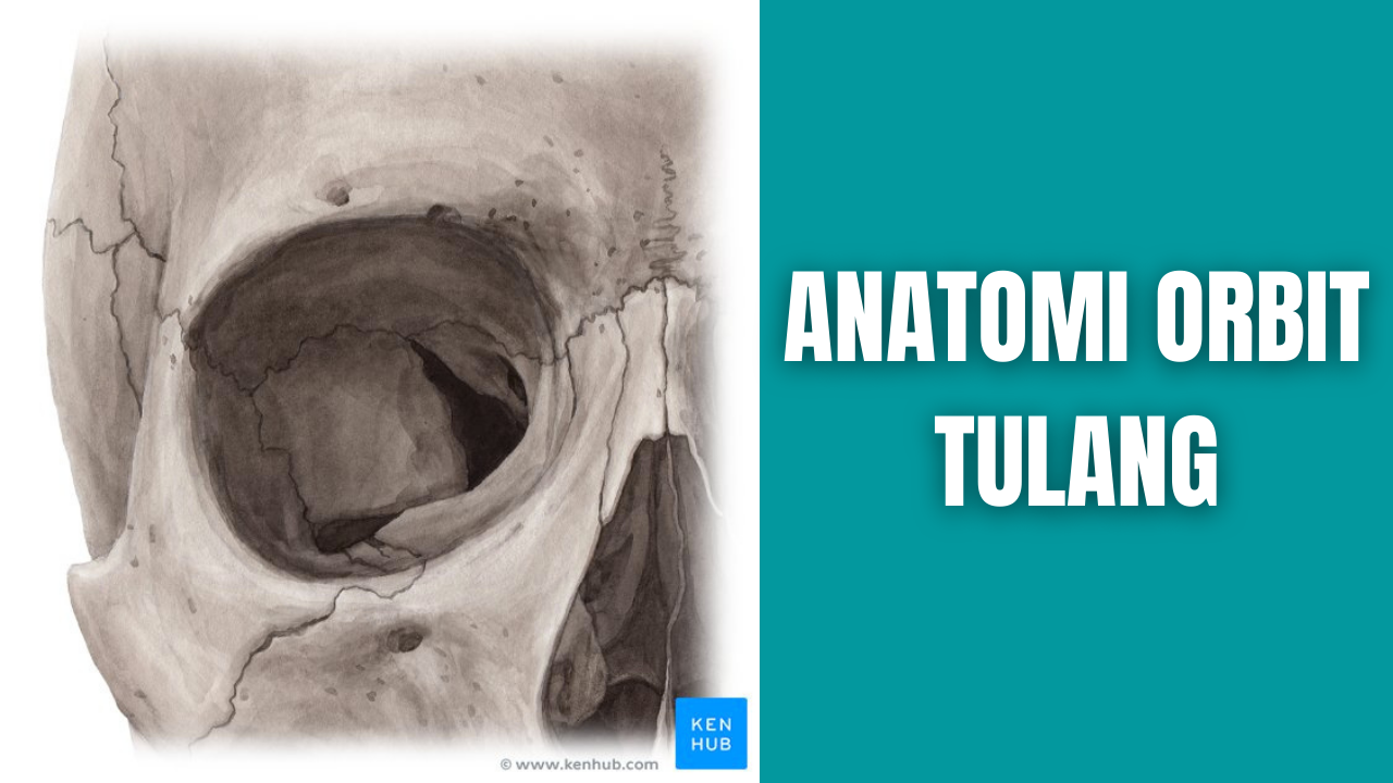 Anatomi Orbit Tulang Manusia - Anatomi Tutorial