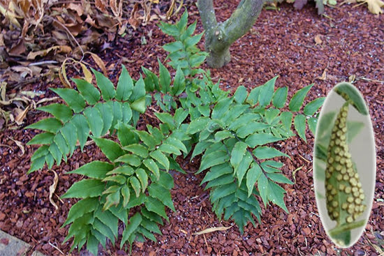 Cyrtomium fortunei J. Sm.