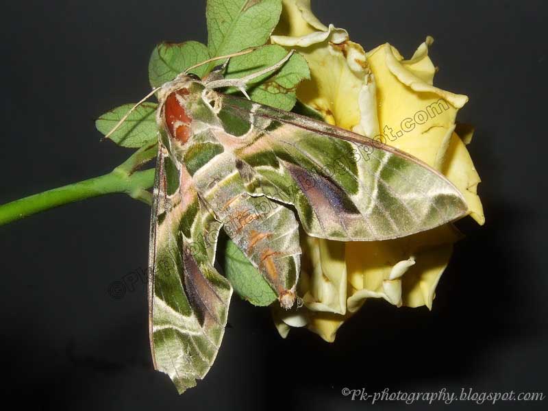 Oleander Hawk Moth | Nature, Cultural, and Travel Photography Blog