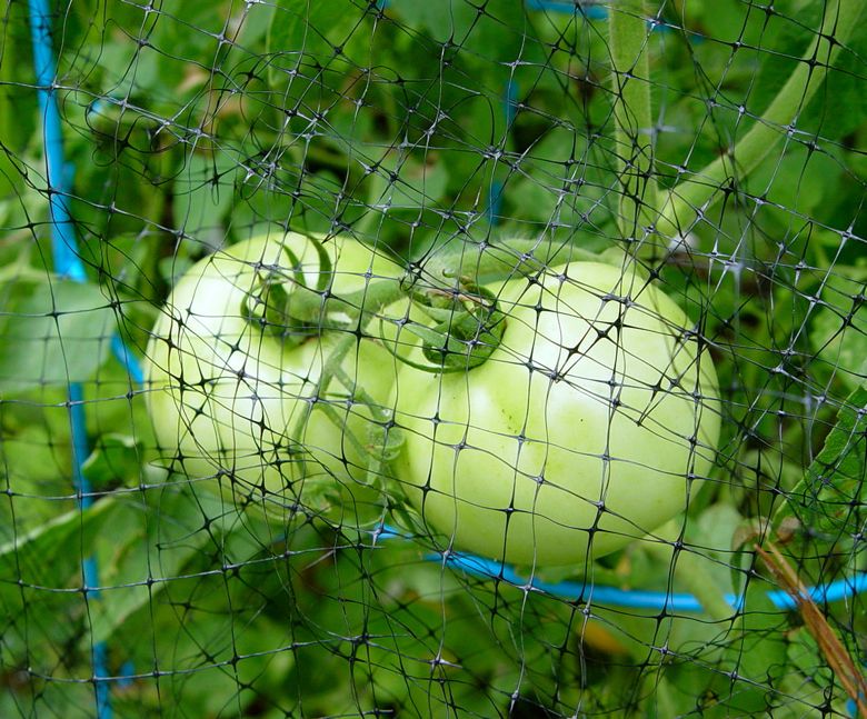 LLYYNN - Lynn Davis: Lots of Square Foot Gardening