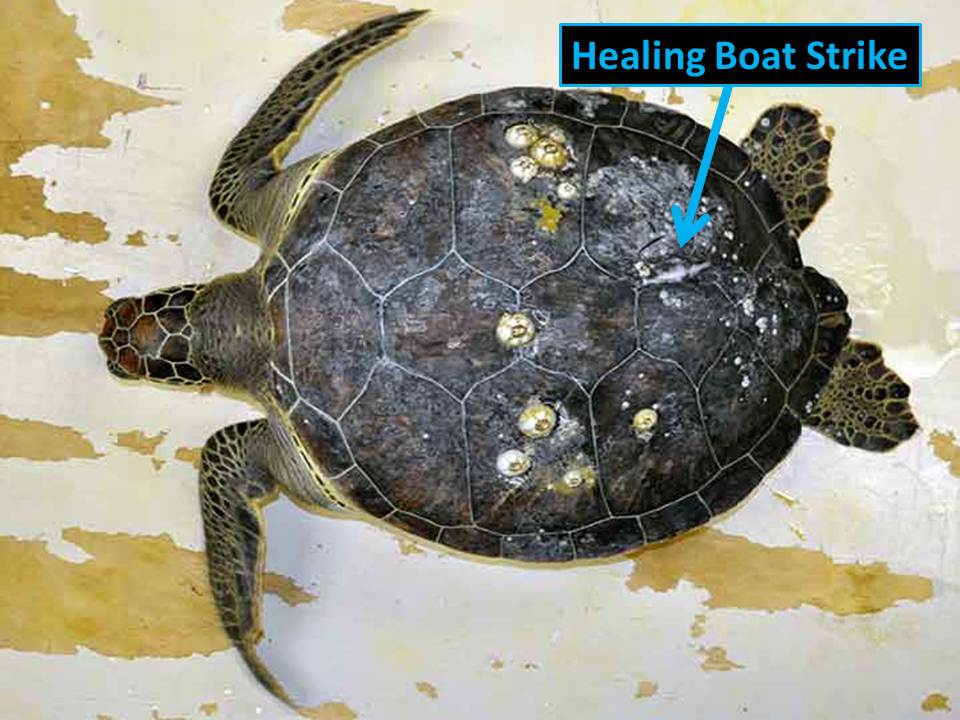 Sea Turtle Hospital: Green Sea Turtle Admitted with Severe Intestinal ...