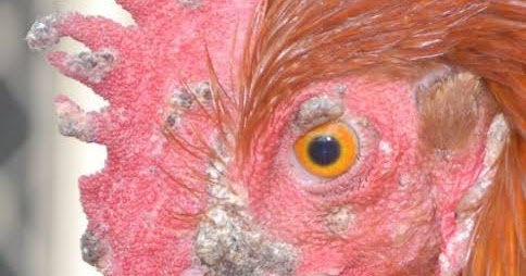 FOWL POX DISEASE: EFFECTIVE PREVENTION AND CONTROL